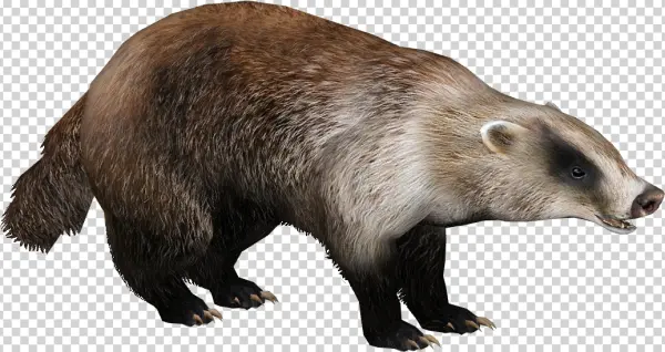 Realistic Badger PNG Transparent Background